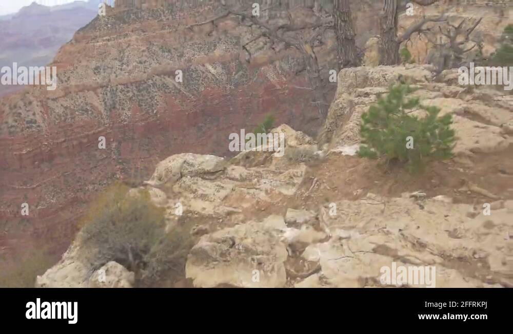 Grand old tree Stock Videos & Footage - HD and 4K Video Clips - Alamy
