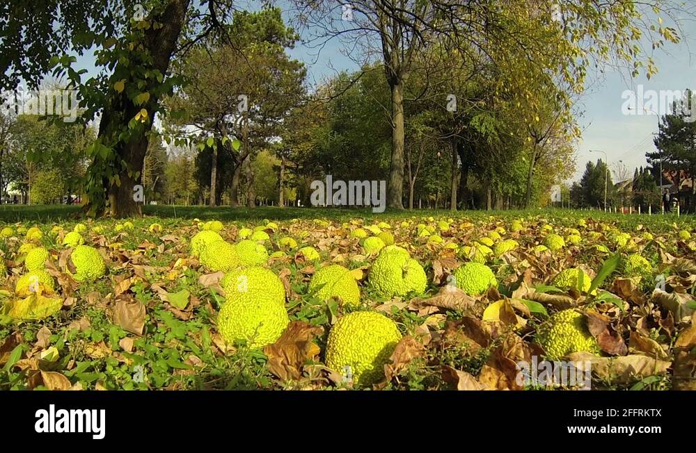 Fruit falling from tree Stock Videos & Footage - HD and 4K Video Clips ...