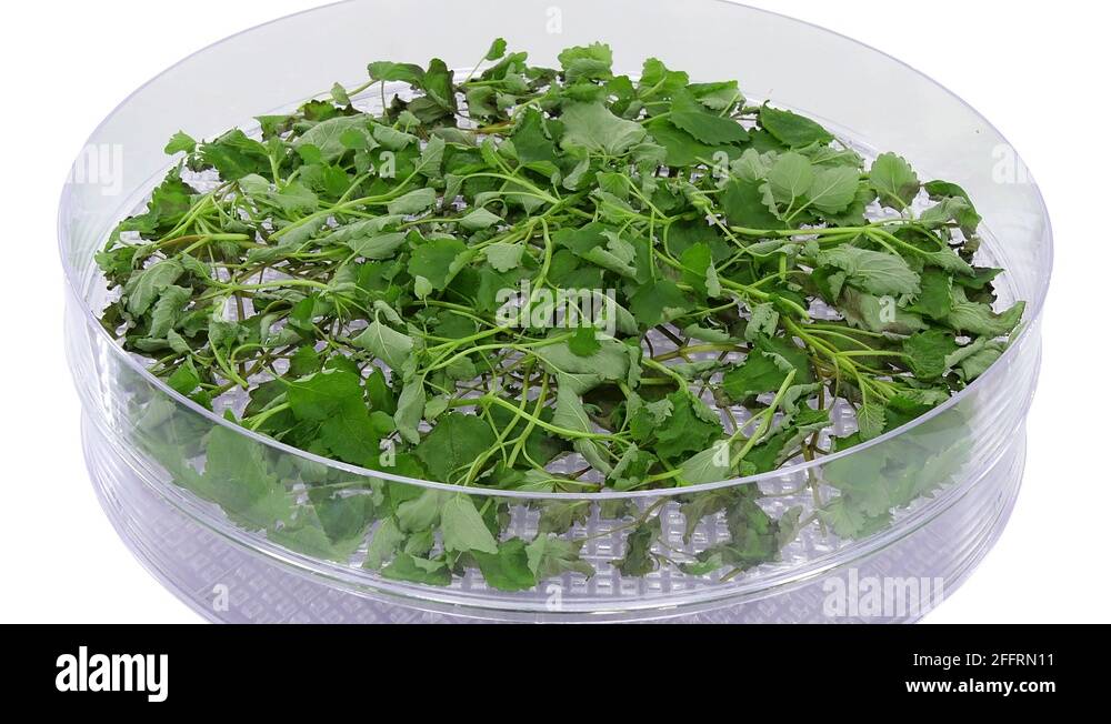 Dried melissa Stock Videos & Footage - HD and 4K Video Clips - Alamy