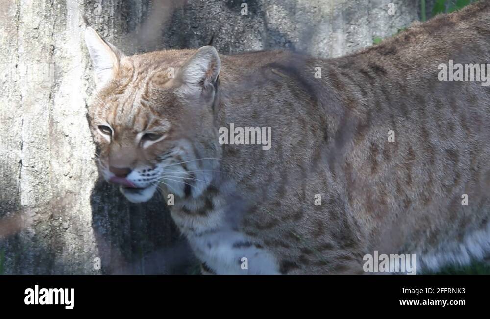 Bob Stock Videos & Footage - HD and 4K Video Clips - Alamy