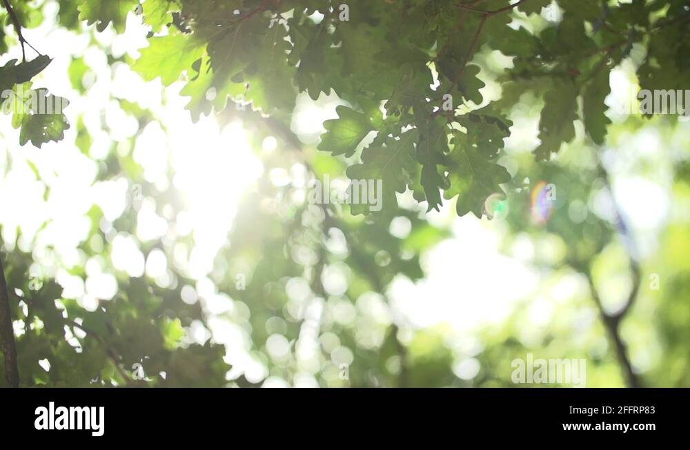 Oka tree Stock Videos & Footage - HD and 4K Video Clips - Alamy