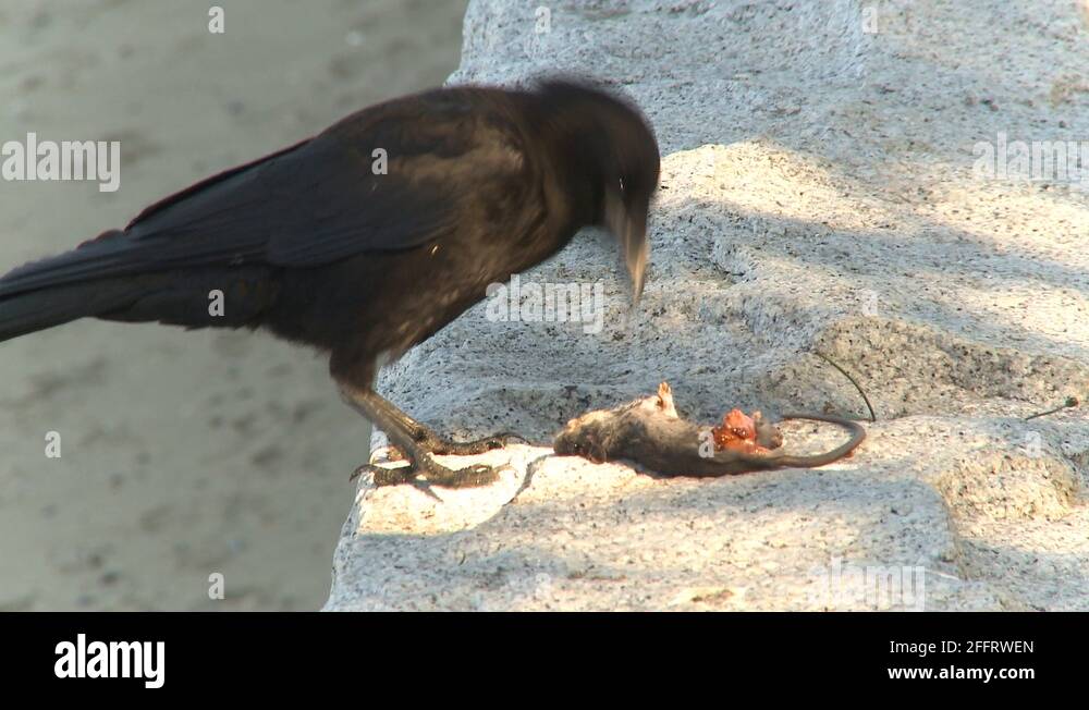 Aerial bird black crow feather feet fly food raven flight soar cloud ...