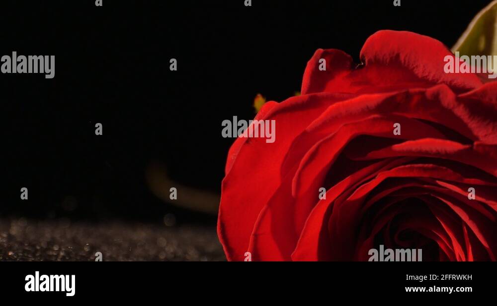 Rose isolated falling Stock Videos & Footage - HD and 4K Video Clips ...