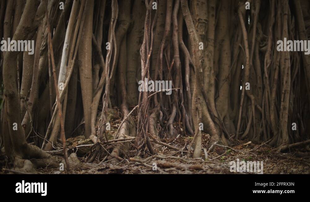 Australian evolution Stock Videos & Footage - HD and 4K Video Clips - Alamy