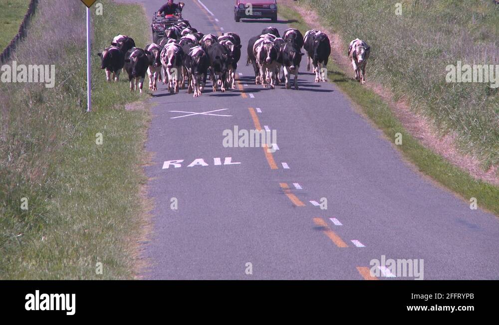 Rural road with cows Stock Videos & Footage - HD and 4K Video Clips - Alamy