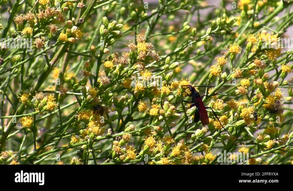 Scale broom Stock Videos & Footage - HD and 4K Video Clips - Alamy
