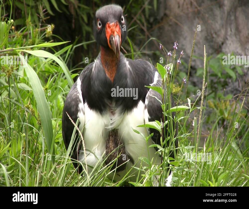 Caruncle Stock Videos & Footage - HD and 4K Video Clips - Alamy