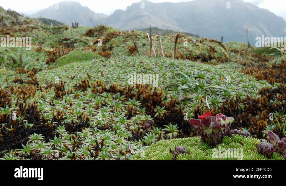 Paramo plants Stock Videos & Footage - HD and 4K Video Clips - Alamy
