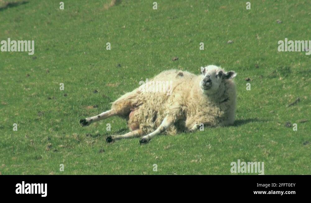 Labour Stock Videos & Footage - HD and 4K Video Clips - Alamy