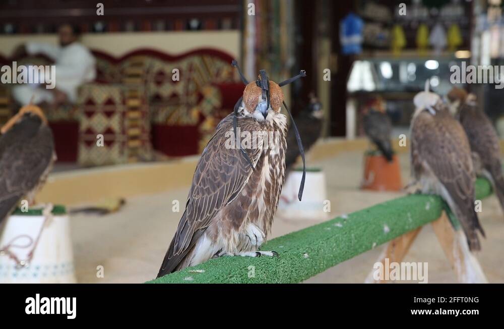 Falcon shop Stock Videos & Footage - HD and 4K Video Clips - Alamy