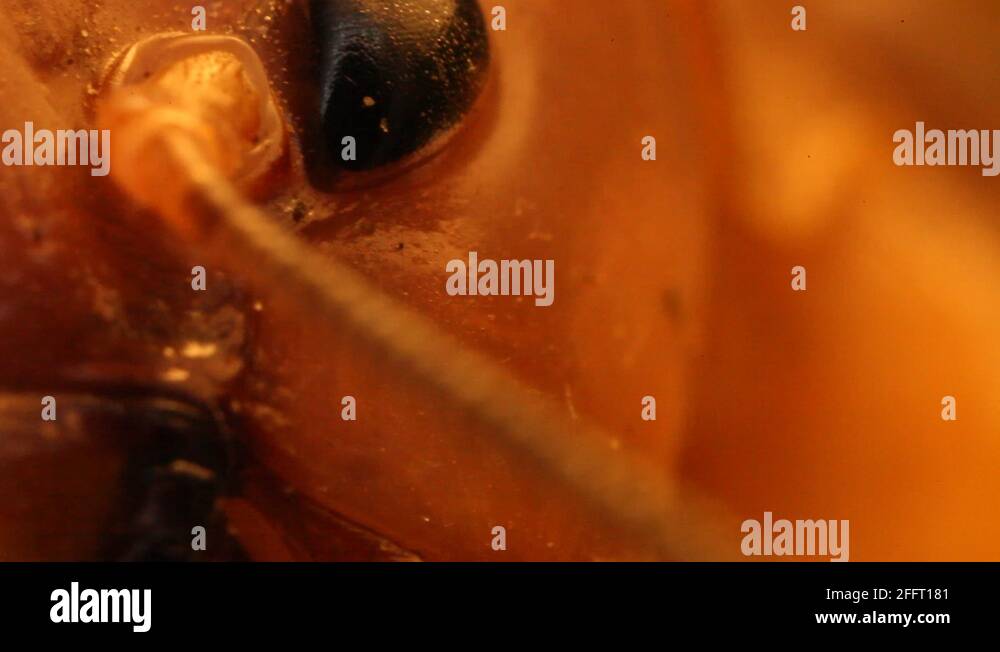 Bug eyes bug Stock Videos & Footage - HD and 4K Video Clips - Alamy