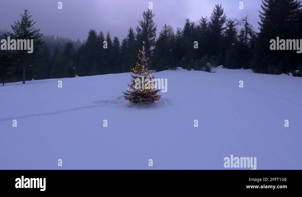 Tree glade cool Stock Videos & Footage - HD and 4K Video Clips - Alamy