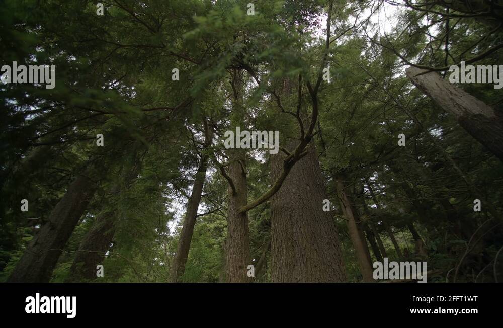 Tourism tree guide Stock Videos & Footage - HD and 4K Video Clips - Alamy