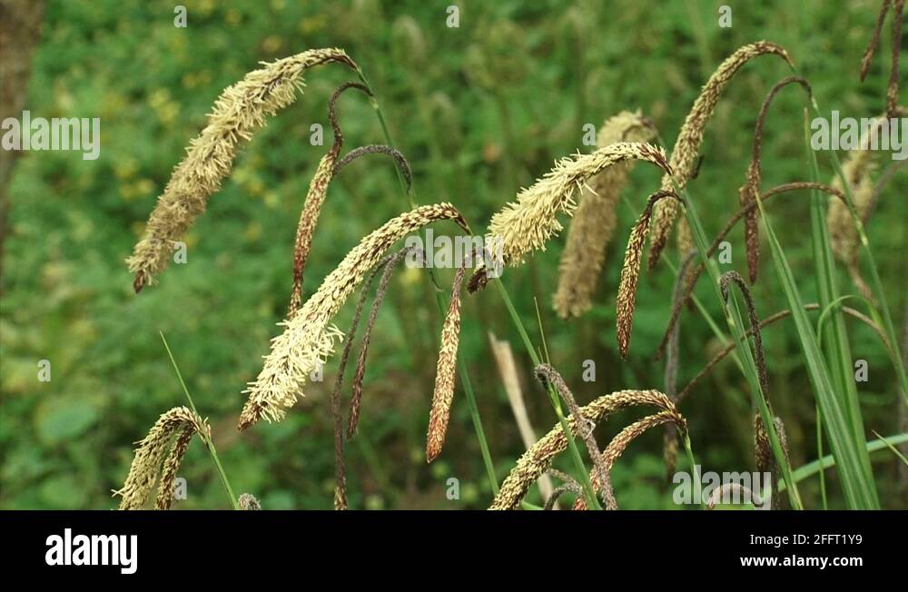 Carex pendula or Hanging sedge, drooping sedge, Pendulous sedge ...