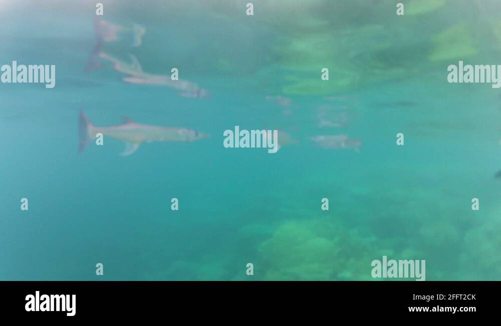 Rock islands palau fish Stock Videos & Footage - HD and 4K Video Clips ...