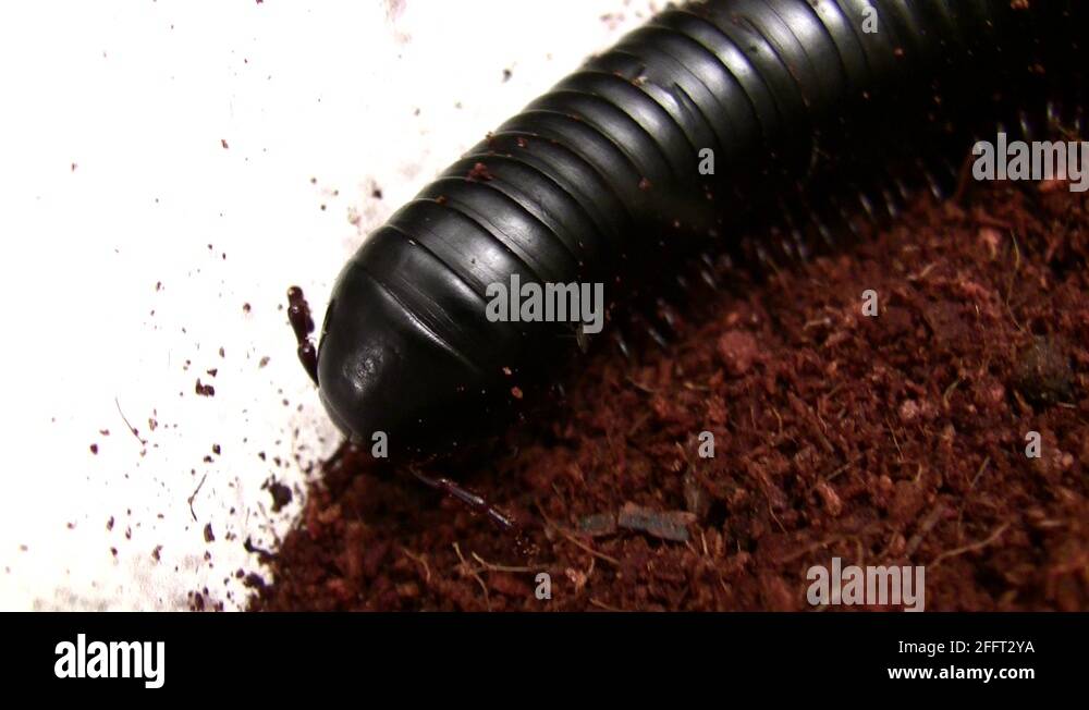 Millipede head Stock Videos & Footage - HD and 4K Video Clips - Alamy