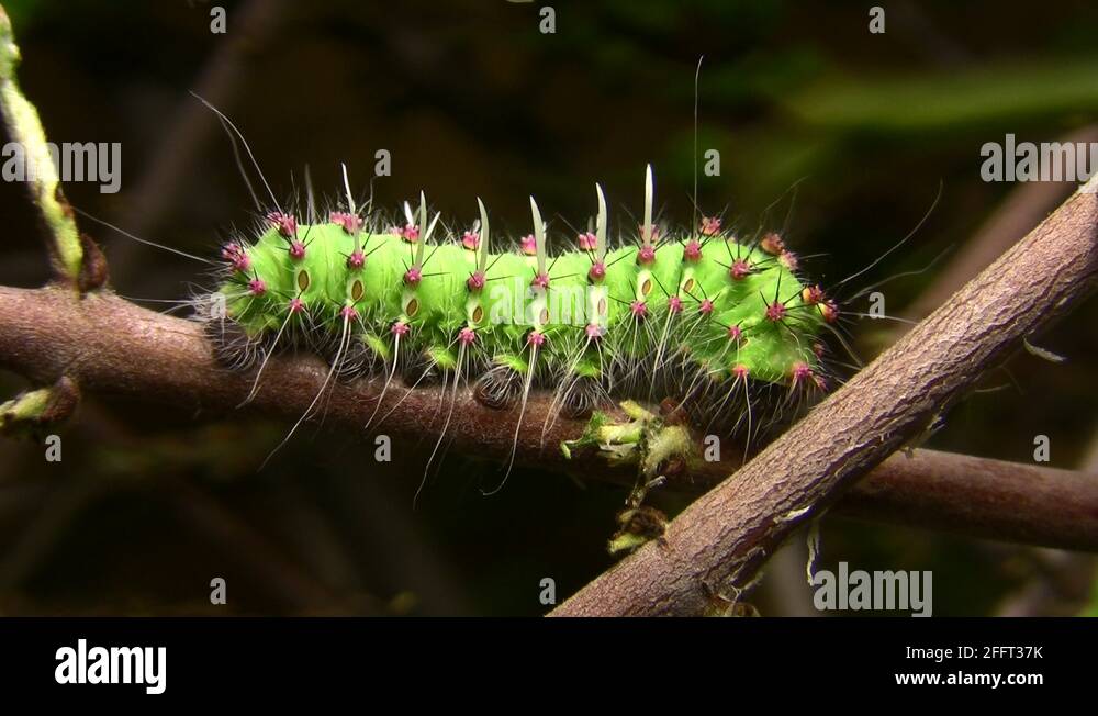 Big caterpillar Stock Videos & Footage - HD and 4K Video Clips - Alamy