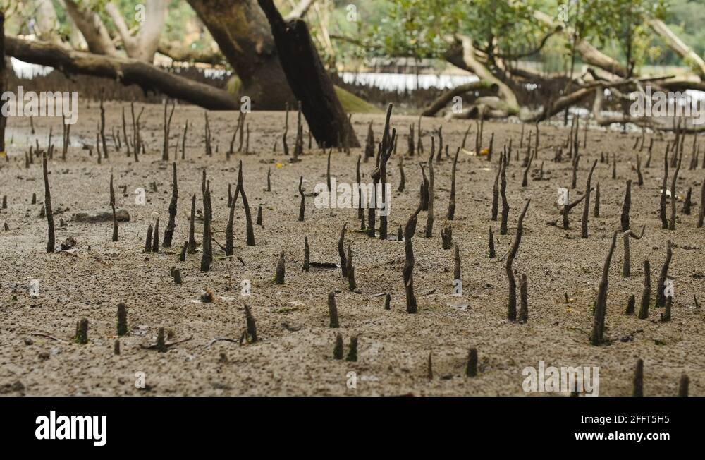 Mangrove roots australia Stock Videos & Footage - HD and 4K Video Clips ...