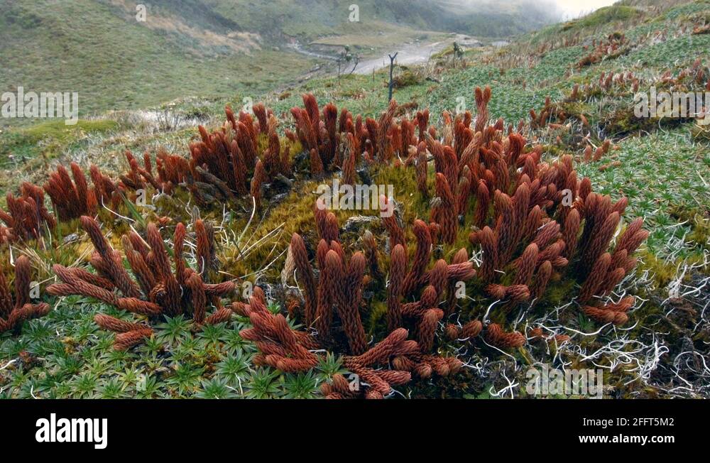 Alpine club moss Stock Videos & Footage - HD and 4K Video Clips - Alamy