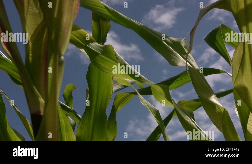 Corn leaf Stock Videos & Footage - HD and 4K Video Clips - Alamy