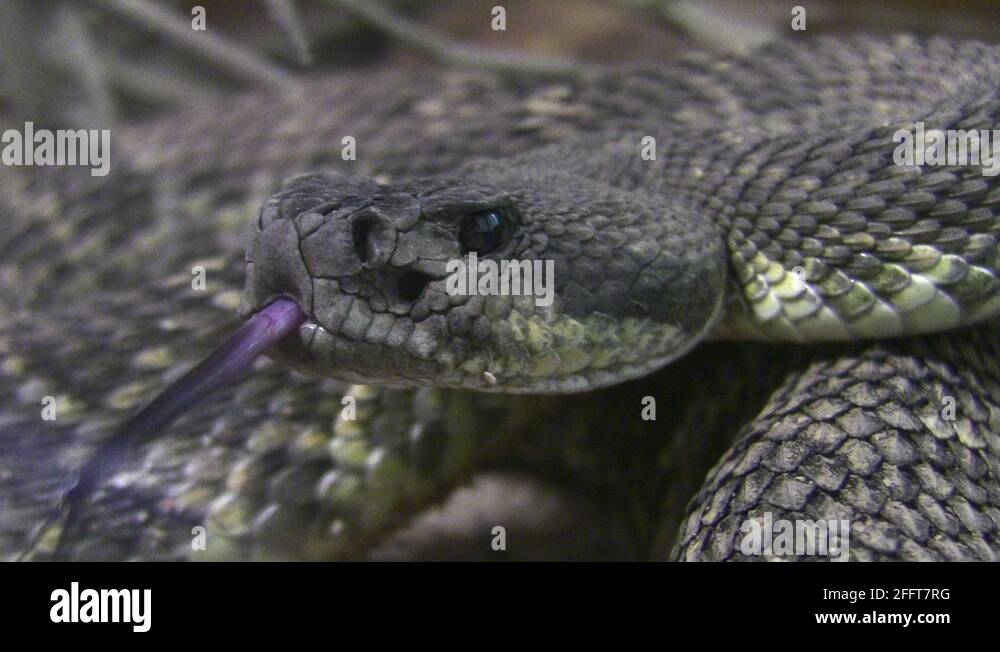 Southern rattlesnake Stock Videos & Footage - HD and 4K Video Clips - Alamy