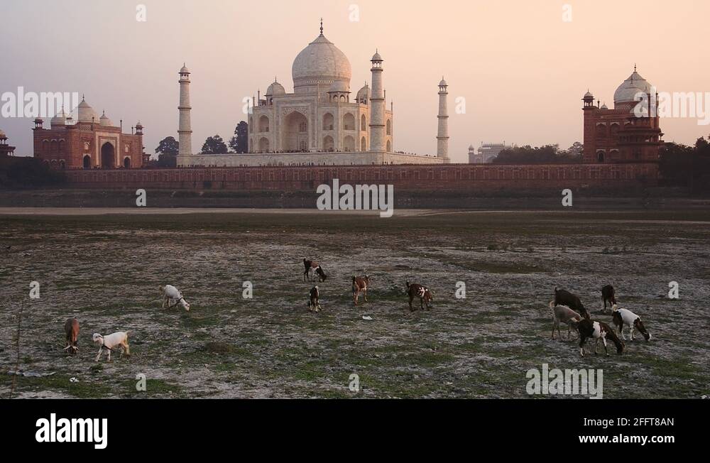 Famous goats Stock Videos & Footage - HD and 4K Video Clips - Alamy