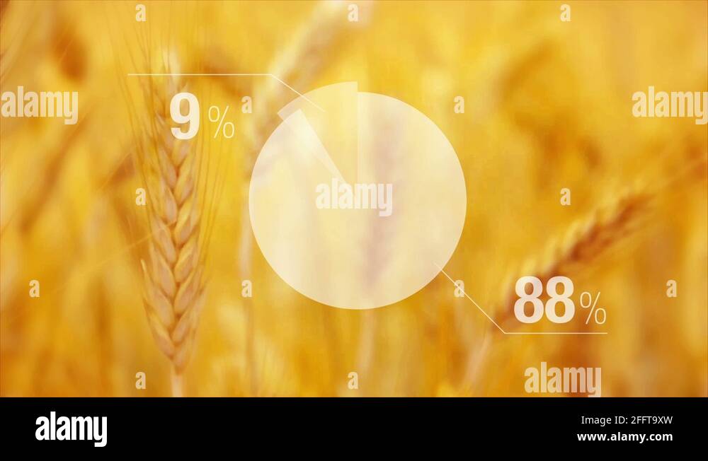 Animated Chart For Wheat Yield in Agricultural cultivated field Stock ...