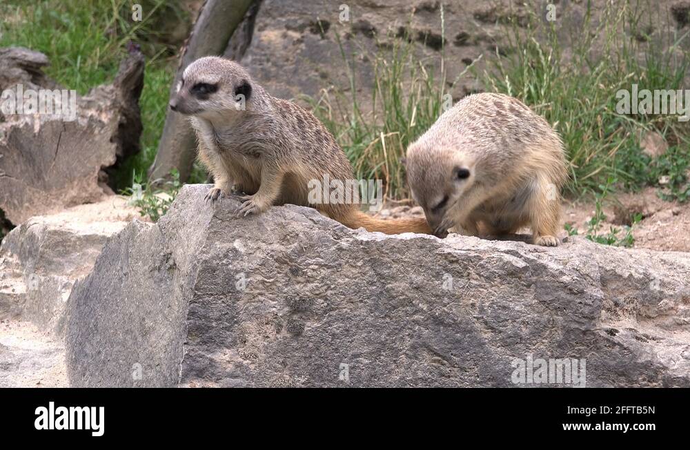 Meerkat group Stock Videos & Footage - HD and 4K Video Clips - Alamy