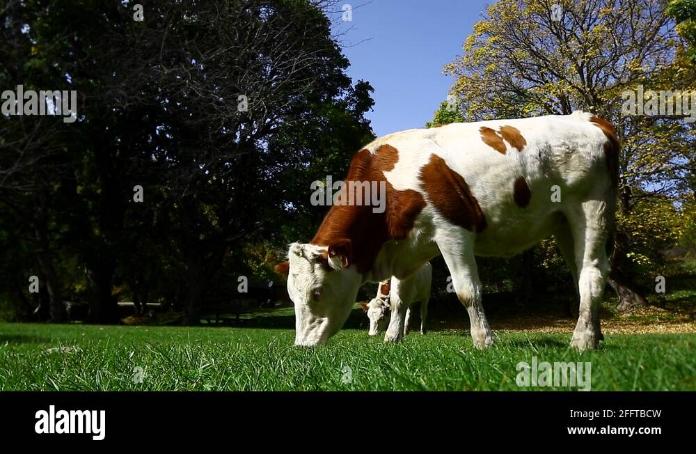 Cow gazing Stock Videos & Footage - HD and 4K Video Clips - Alamy