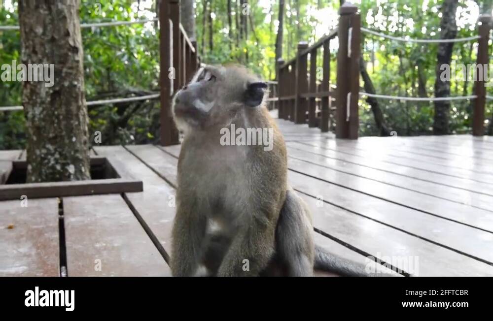 Long tail macaco Stock Videos & Footage - HD and 4K Video Clips - Alamy
