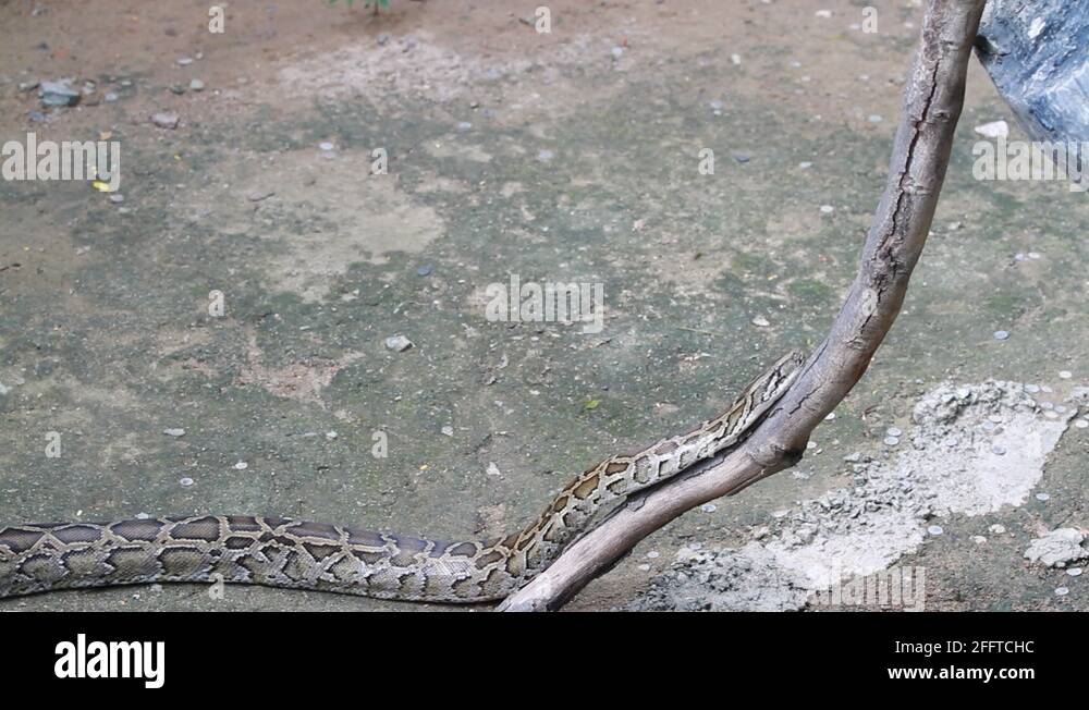 Boa snake Stock Videos & Footage - HD and 4K Video Clips - Alamy
