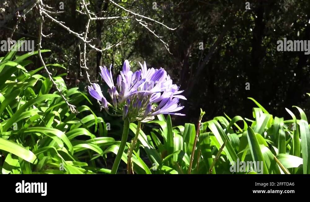 Levada walk madeira Stock Videos & Footage - HD and 4K Video Clips - Alamy