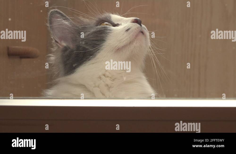 Black and white cat's head peering out of the window, animal, 4к Stock ...