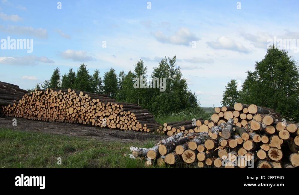 Log pine tree felling cut wood trunk Stock Videos & Footage - HD and 4K ...