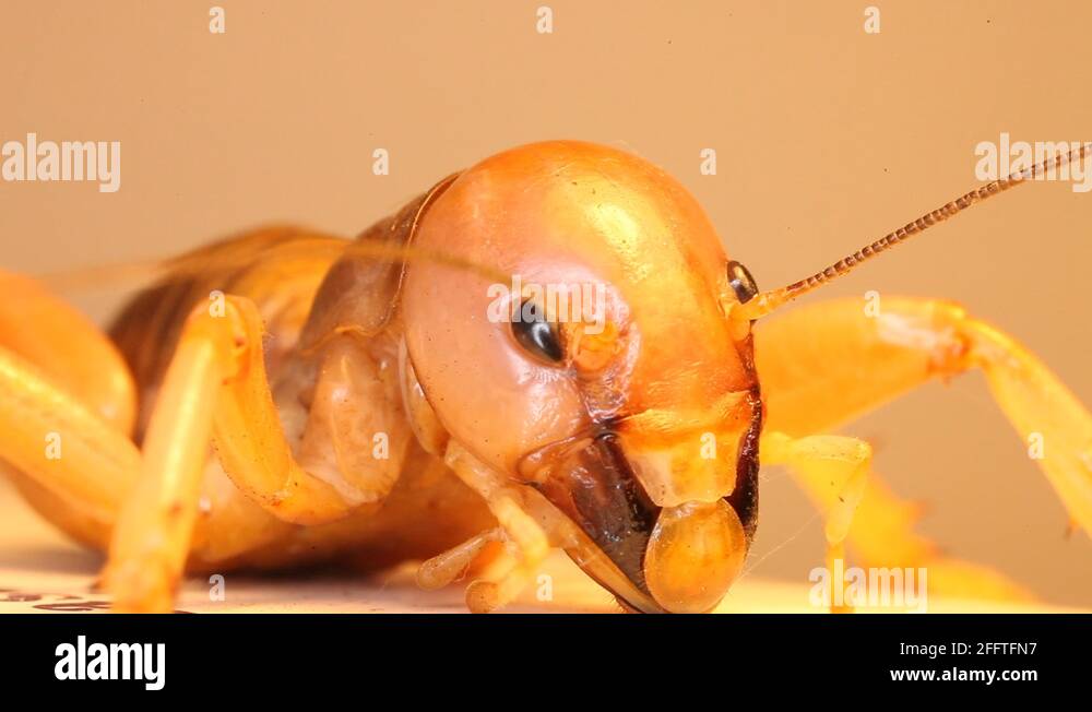 Insect cricket face Stock Videos & Footage - HD and 4K Video Clips - Alamy