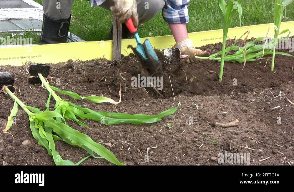 Planting of maize Stock Videos & Footage - HD and 4K Video Clips - Alamy