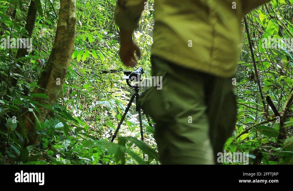 Wildlife in jungle Stock Videos & Footage - HD and 4K Video Clips - Alamy