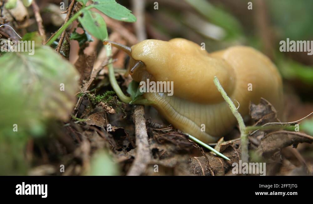 Banana Slug Eats A Leaf In The Temperate Rainforest In The Pacific ...