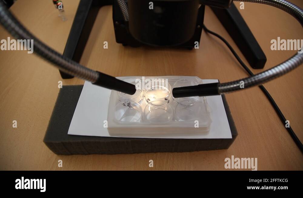 A mouse embryo under the microscope Stock Video Footage - Alamy