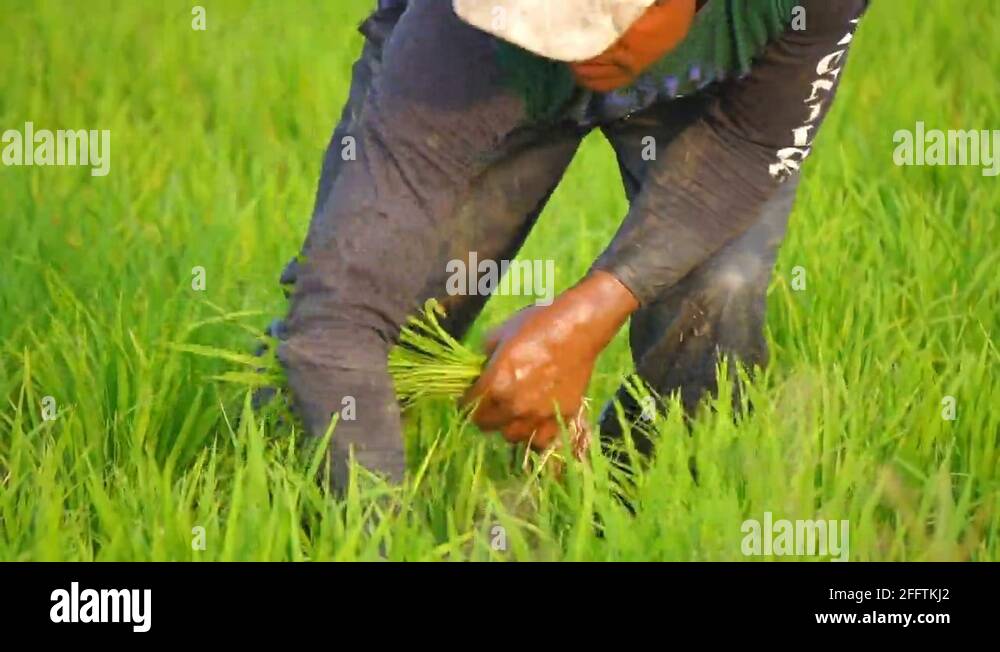 Weeding of the paddy field Stock Videos & Footage - HD and 4K Video ...