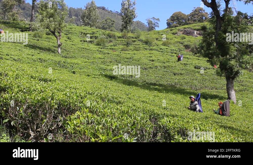 Tea plantation tourism Stock Videos & Footage - HD and 4K Video Clips ...
