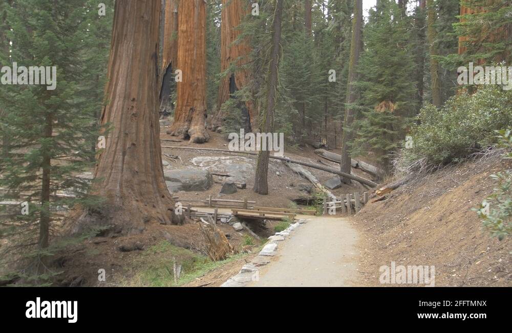 Redwood bridge Stock Videos & Footage - HD and 4K Video Clips - Alamy