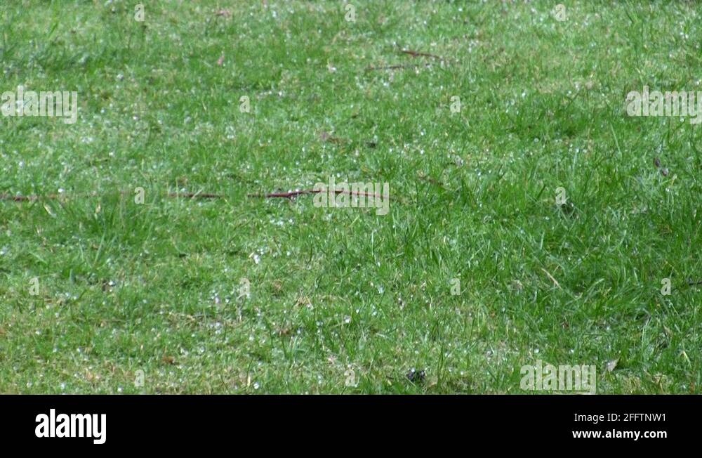 Grass pea Stock Videos & Footage - HD and 4K Video Clips - Alamy