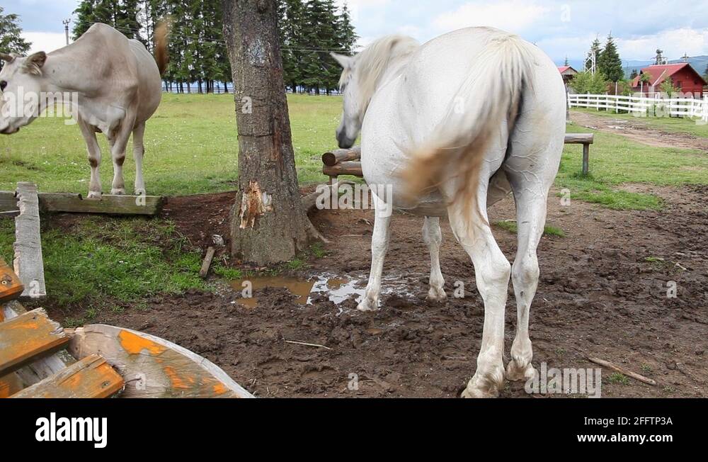 Horse ranch mountain Stock Videos & Footage - HD and 4K Video Clips - Alamy