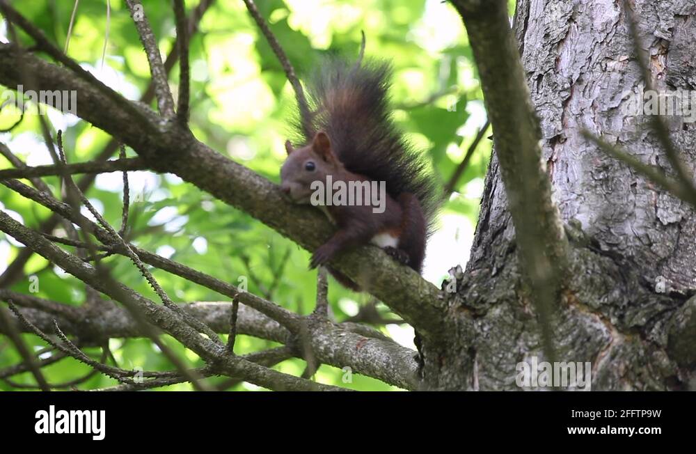 Animal jumping Stock Videos & Footage - HD and 4K Video Clips - Alamy