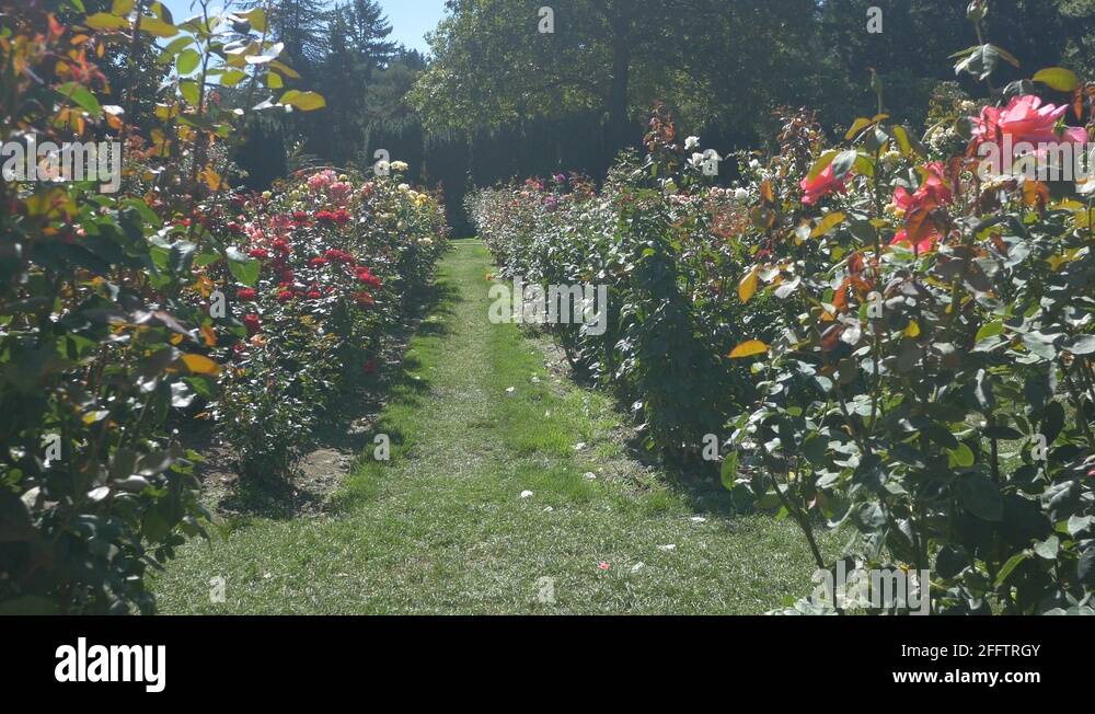 Rose pathway Stock Videos & Footage - HD and 4K Video Clips - Alamy