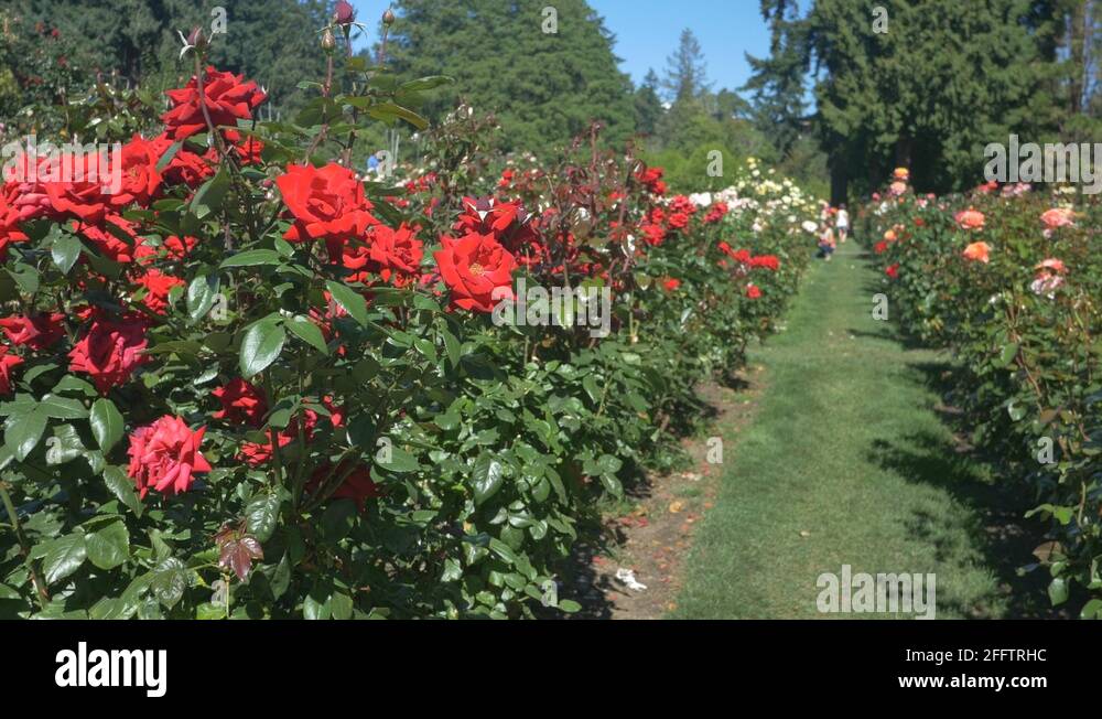 Breed roses Stock Videos & Footage - HD and 4K Video Clips - Alamy