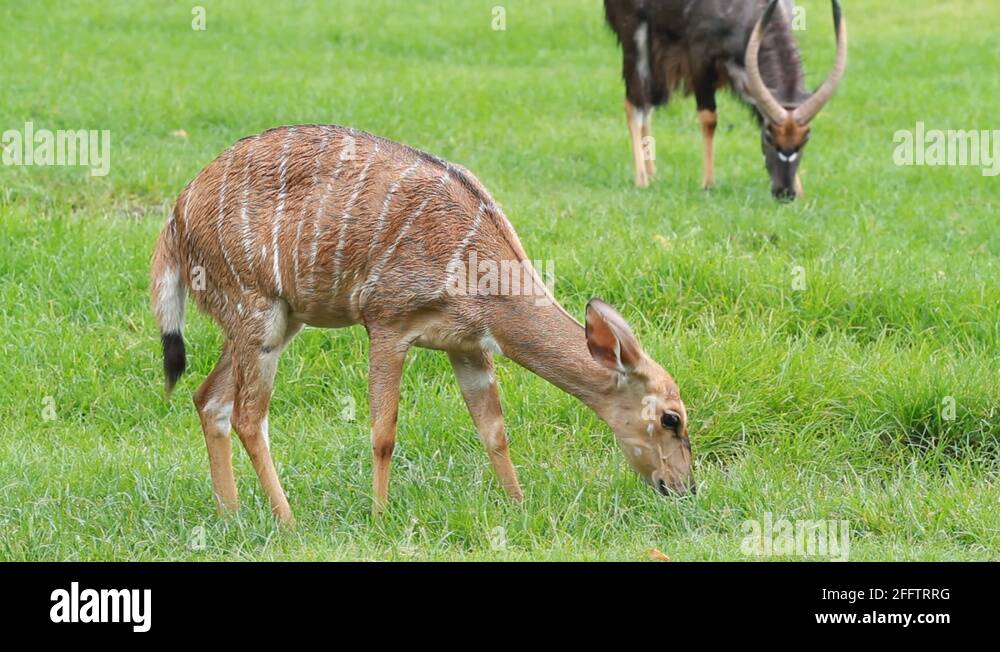 Fawn deer grass Stock Videos & Footage - HD and 4K Video Clips - Alamy