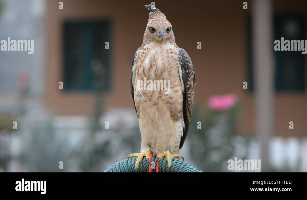 Falcon bird Stock Videos & Footage - HD and 4K Video Clips - Alamy