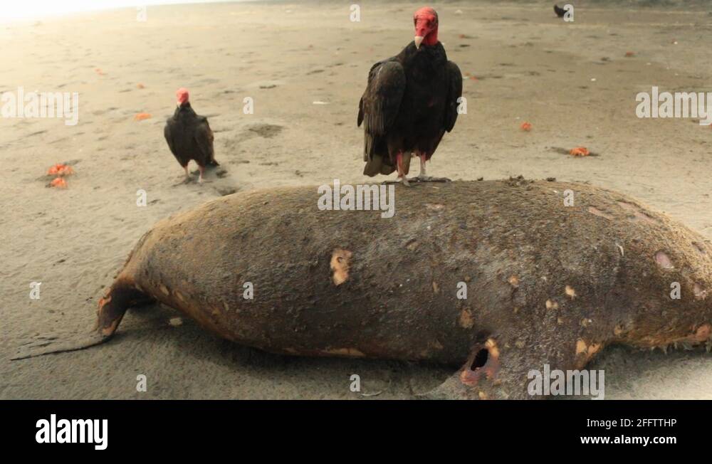 Turkey vulture feeding Stock Videos & Footage - HD and 4K Video Clips ...